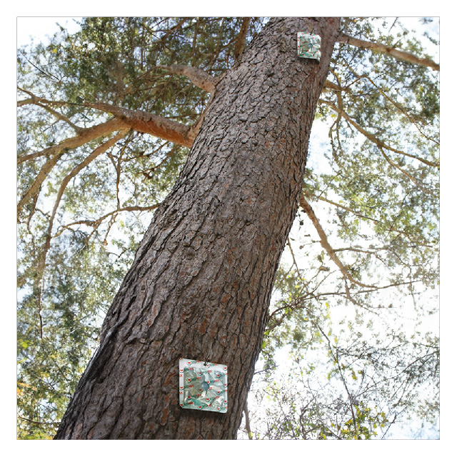 Tomicus destruens | Barrenillo de los brotes del pino | ECONEX ...